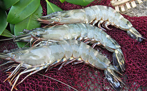 Selva Shrimp aus schützenswerten Mangroven